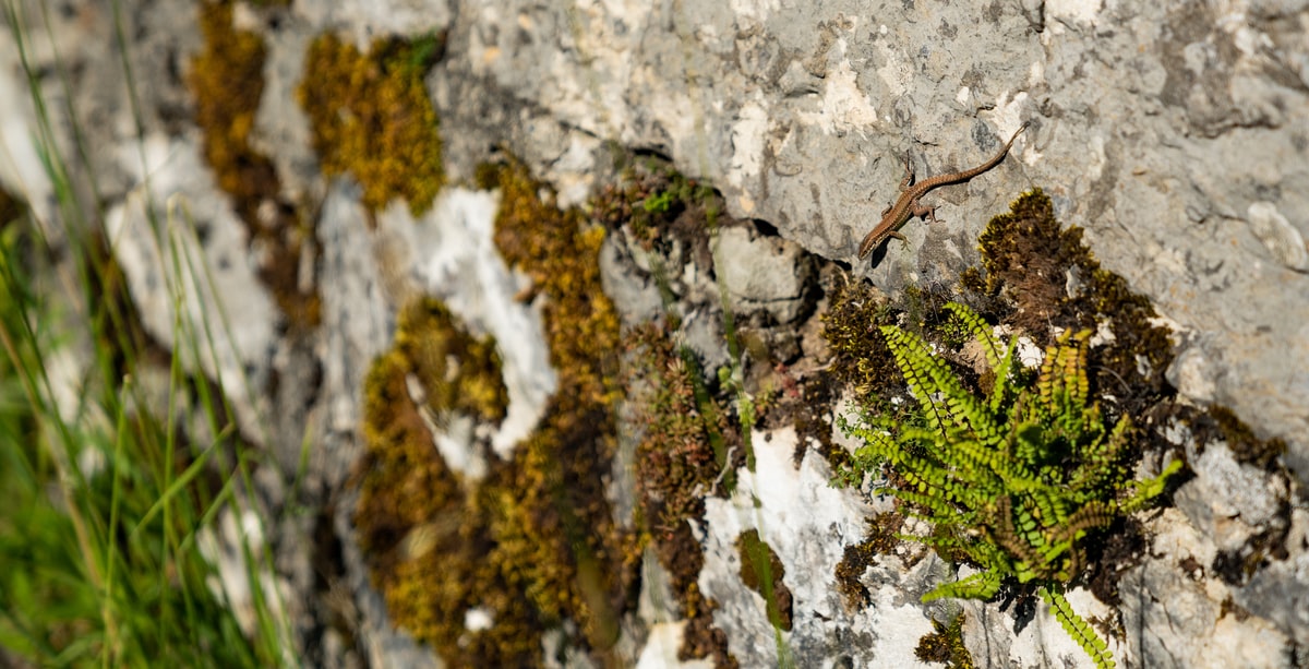 Membership Privilege - AMAUT